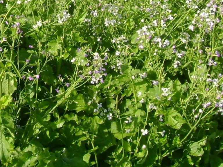 Nabo Forrageiro – Fontvet – Comercial Agropecuária Ltda.